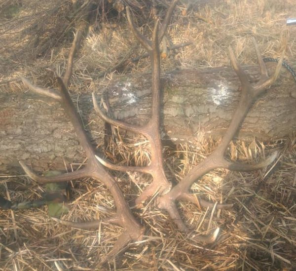 Zrzuty poroża – gdzie, kiedy i jak szukać… wywiad z leśnikiem ...