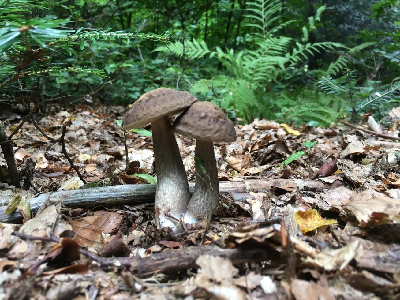 W naszych lasach jest 1400 gatunków jadalnych grzybów – wywiad z ...